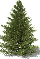 Caucasian Fir Trees