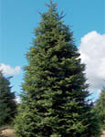 Grand Fir Trees