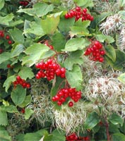 Guelder Rose Hedges
