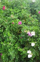 Ramanus Rose Hedge Plants