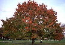 Red Oak Trees