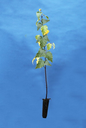 Betula Pendula - Silver Birch Cell Grown Trees
