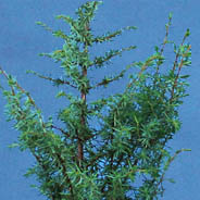 Juniper Communis - Common Juniper Cell Grown Trees