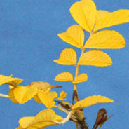 Ramanus Rose Hedge. Size 20 - 40cm